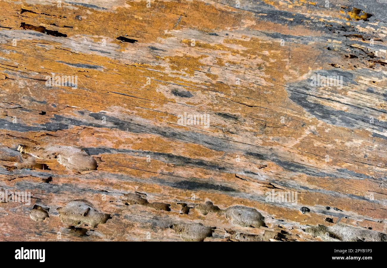 Old rough wood texture from a table Puerto Escondido Mexico Stock Photo ...