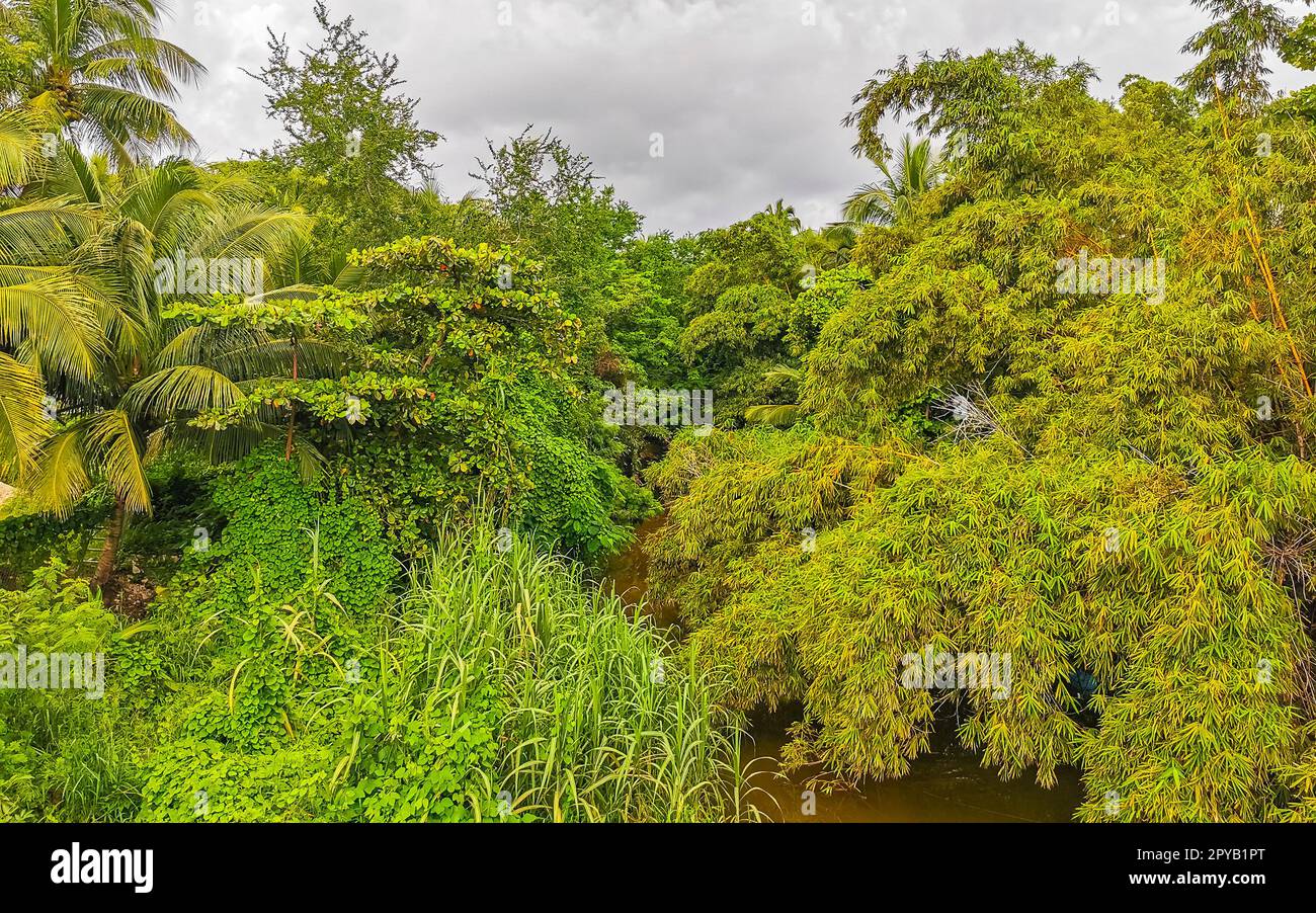 Green beautiful tropical river Freshwater Lagoon in Puerto Escondido ...