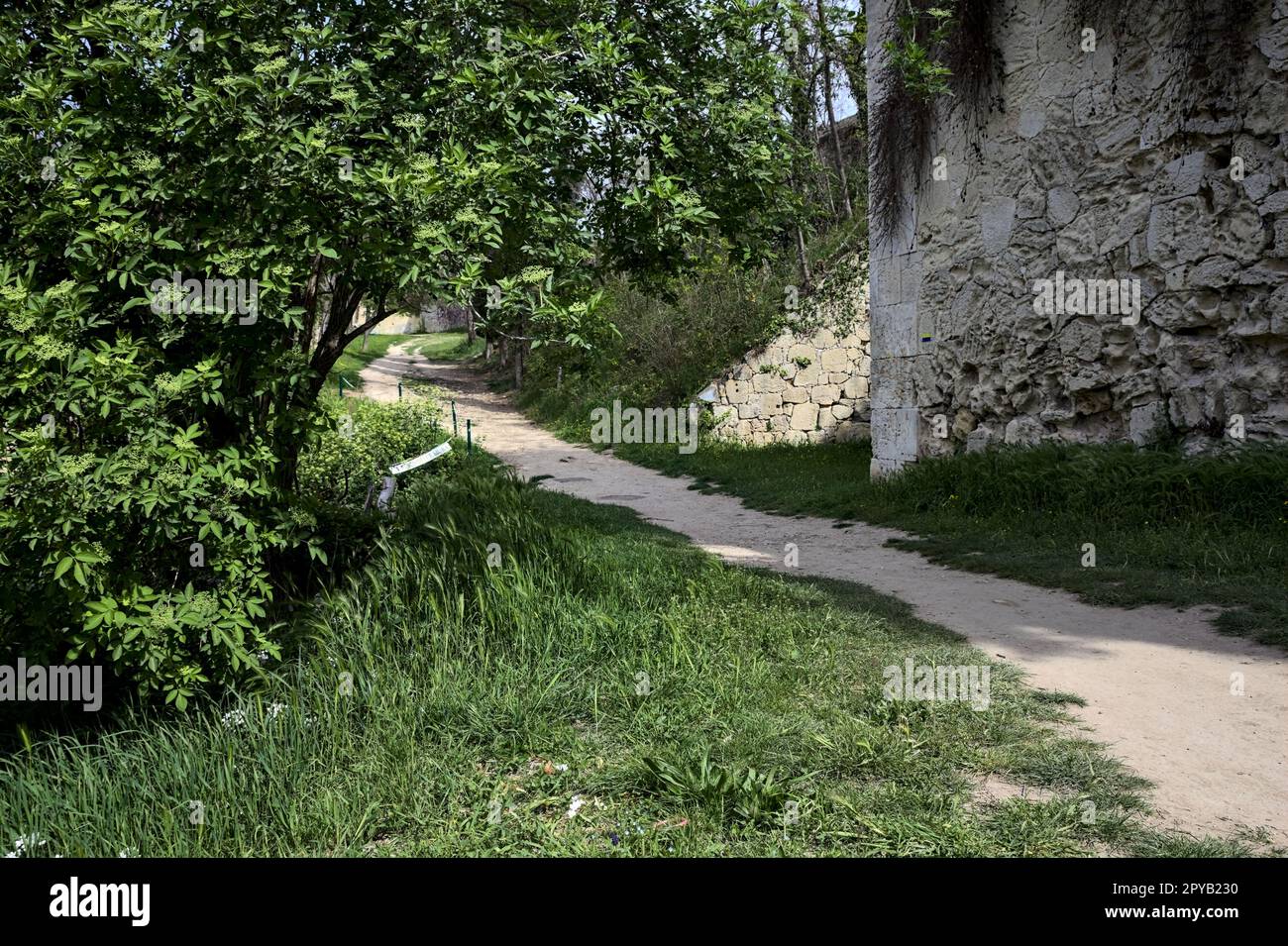 Tree in a dirt path between boundary walls in a park by the hillside ...