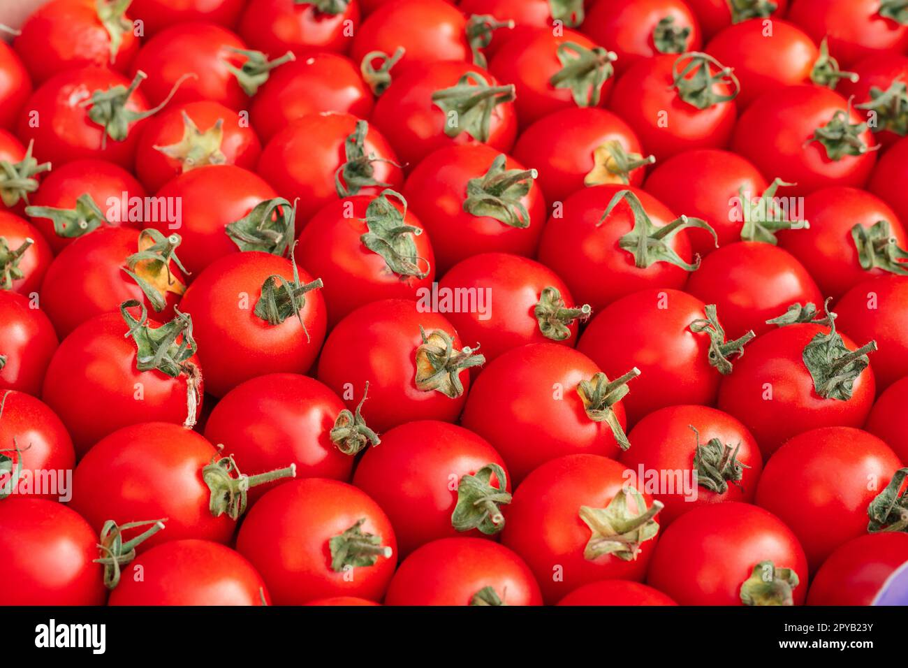 Background image of lying rows of red ripe cherry tomatoes. Top view ...
