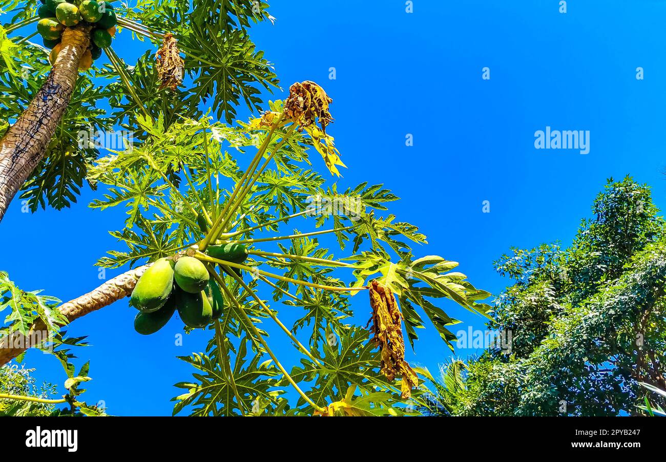 Beautiful papaya tree in tropical nature in Puerto Escondido Mexico ...