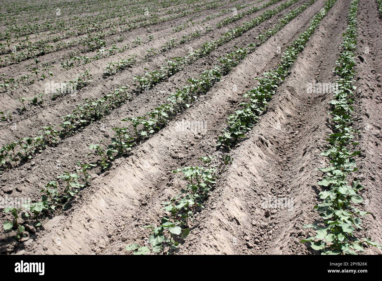 A field of sprouting cotton plants Stock Photo - Alamy