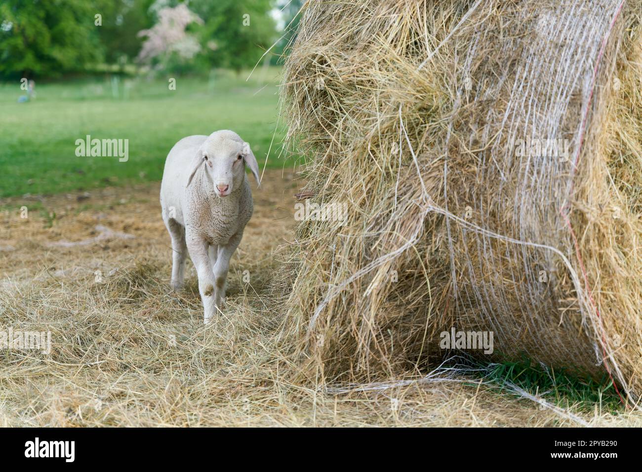 Cub in hay hi-res stock photography and images - Alamy