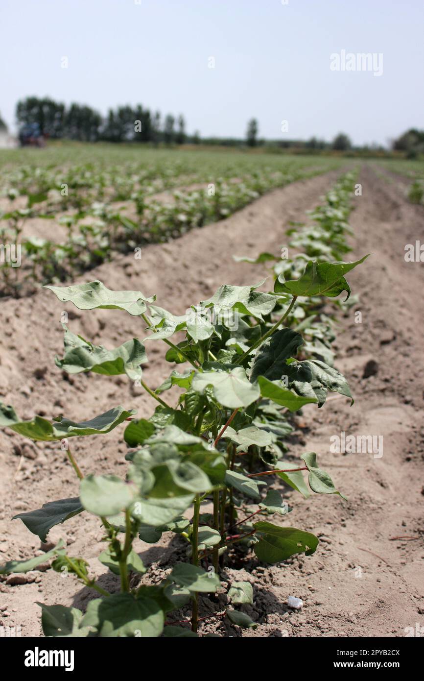 A field of sprouting cotton plants Stock Photo - Alamy