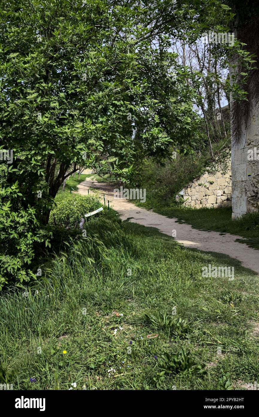 Tree in a dirt path between boundary walls in a park by the hillside ...