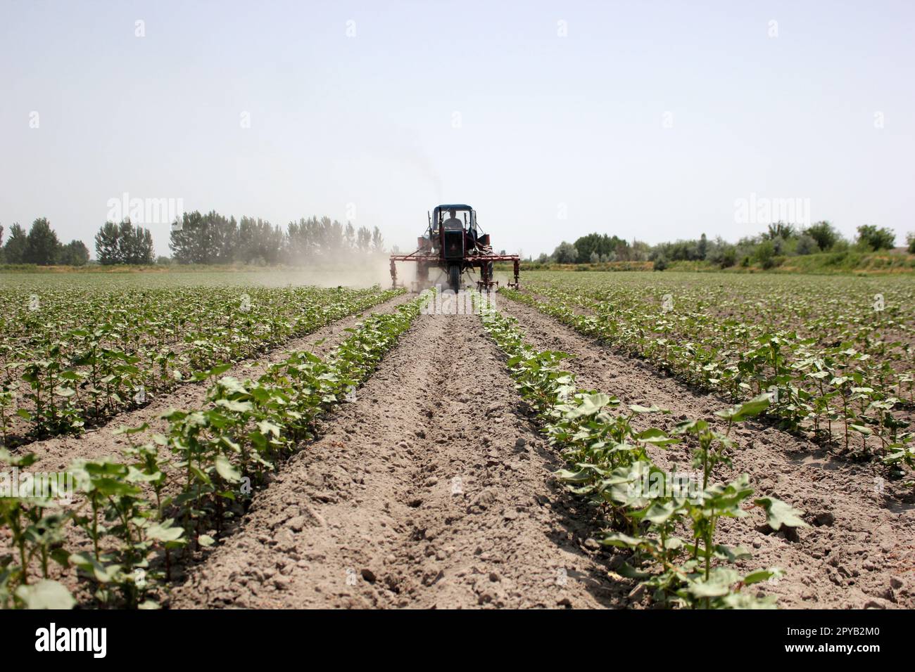Farmer driving small cotton seedlings in cotton field with tractor in ...