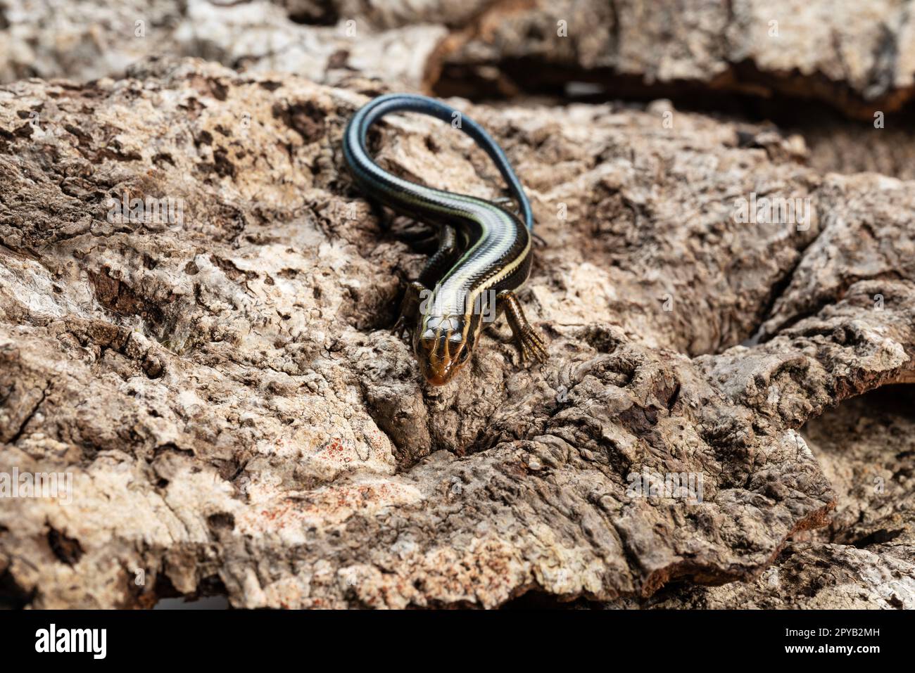 Japanese five-lined skink in the bark of a tree Stock Photo - Alamy