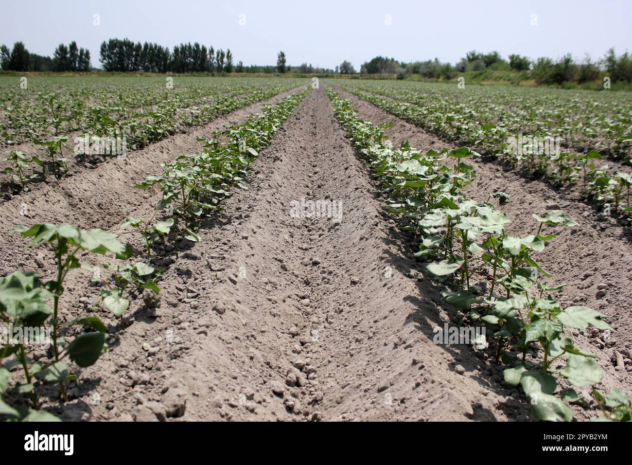 A field of sprouting cotton plants Stock Photo - Alamy