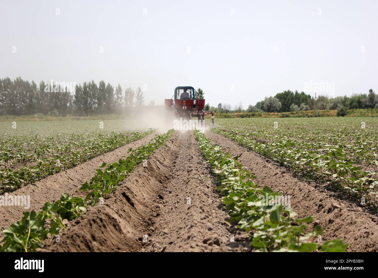 Farmer driving small cotton seedlings in cotton field with tractor in ...