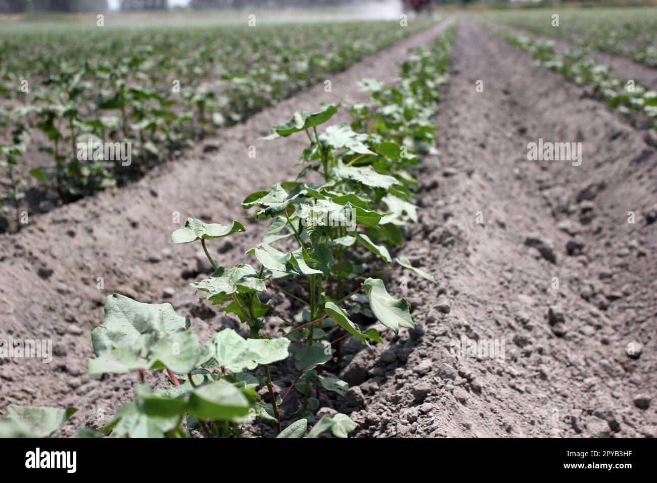 Young cotton plants hi-res stock photography and images - Alamy