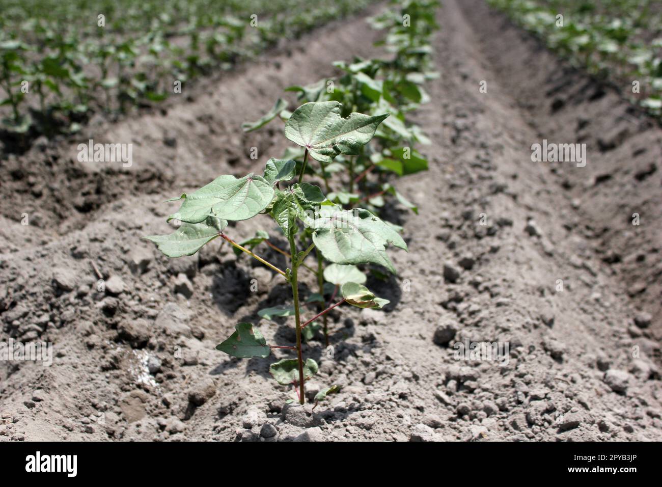 A field of sprouting cotton plants Stock Photo - Alamy