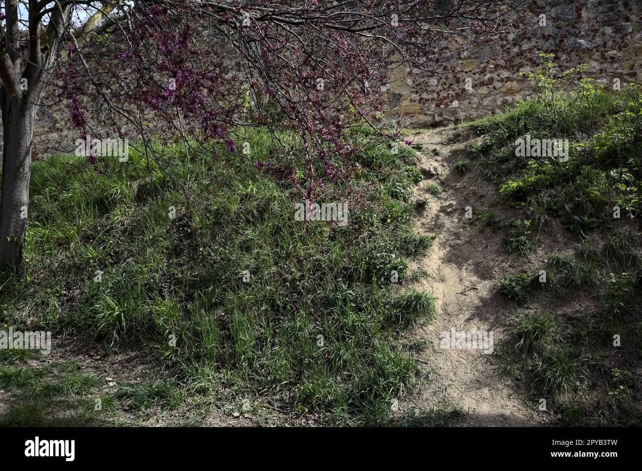 Tree in a dirt path between boundary walls in a park by the hillside ...
