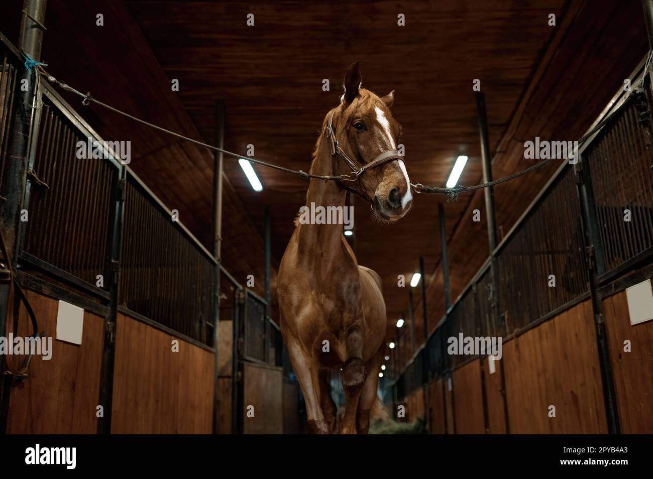 Portrait of young purebred stallion tied standing in stalls Stock Photo ...