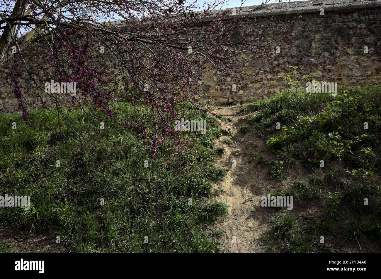 Tree in a dirt path between boundary walls in a park by the hillside ...
