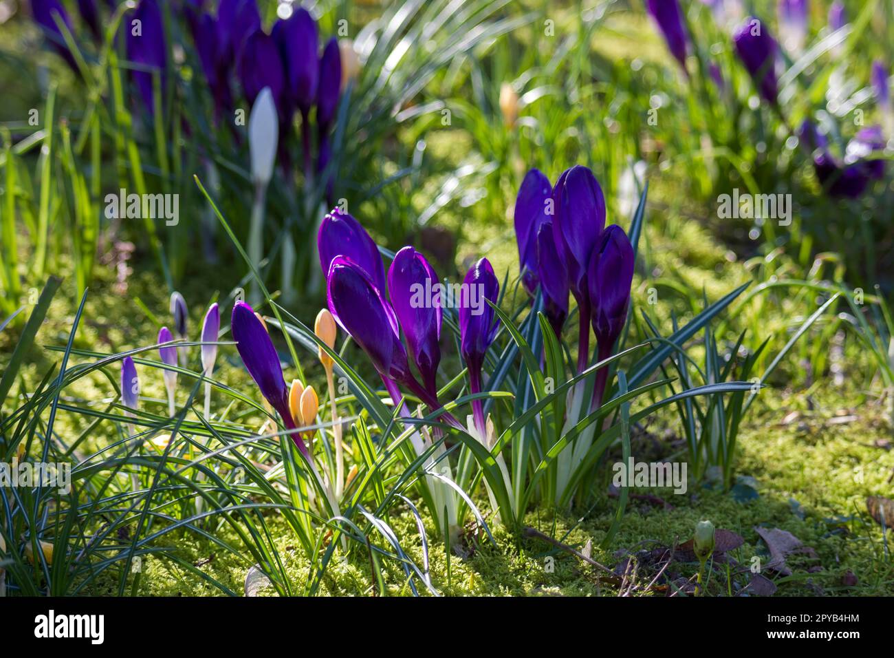 crocus flowers in the garden - spring flowers Stock Photo - Alamy