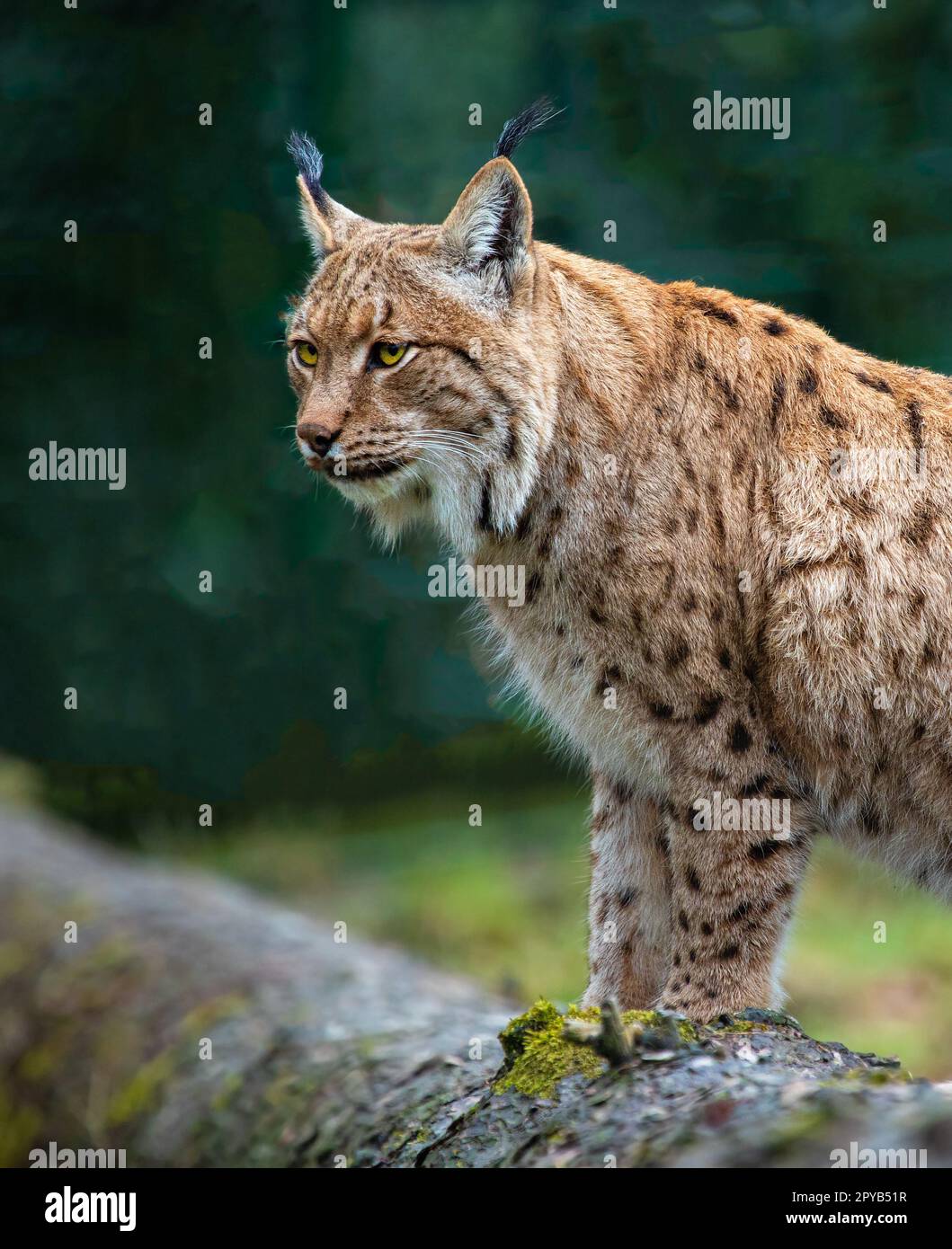 Lynx in green forest with tree trunk Stock Photo - Alamy