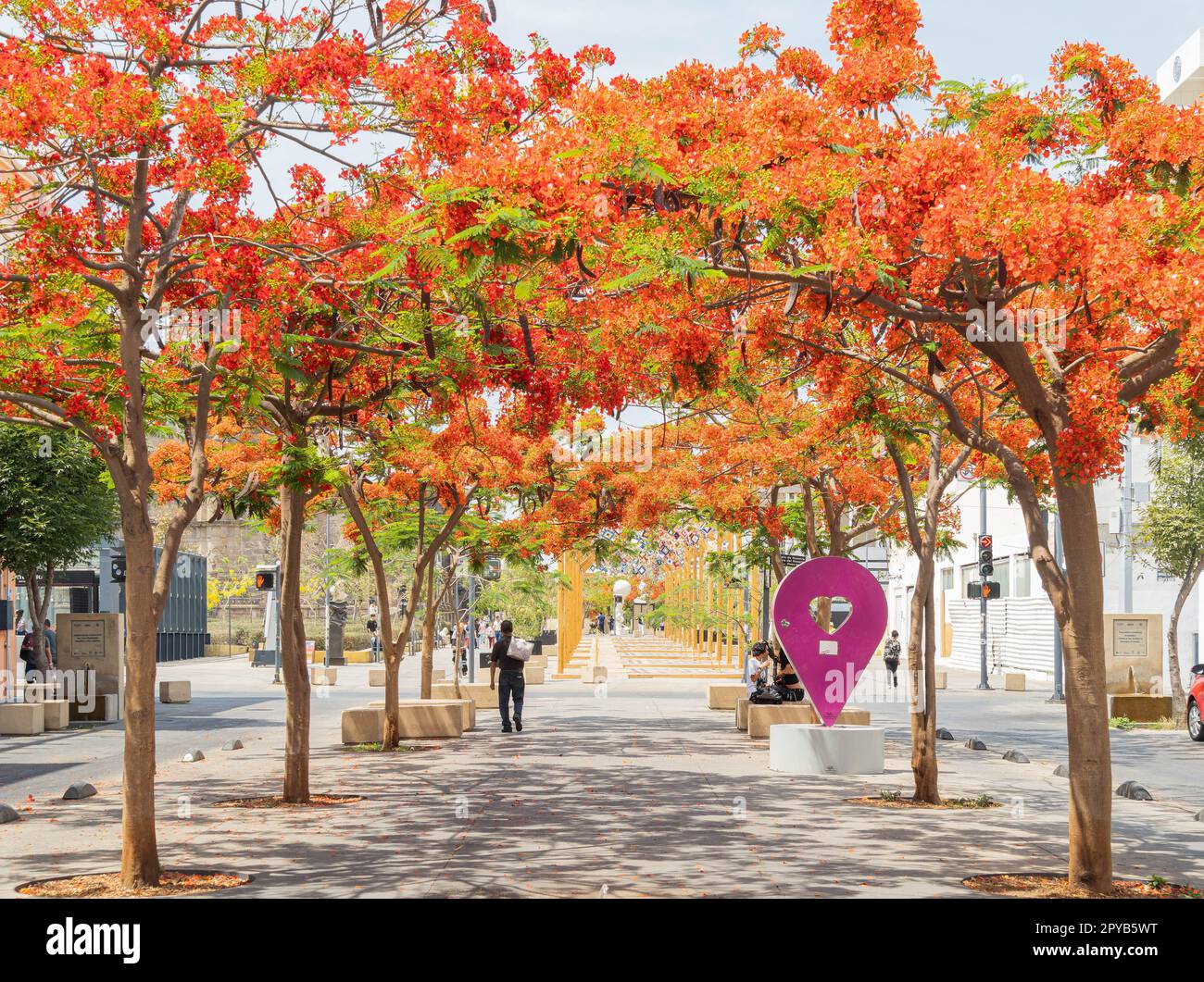 Mexico, APR 24 2023 - Sunny view of the flame tree blossom and ...