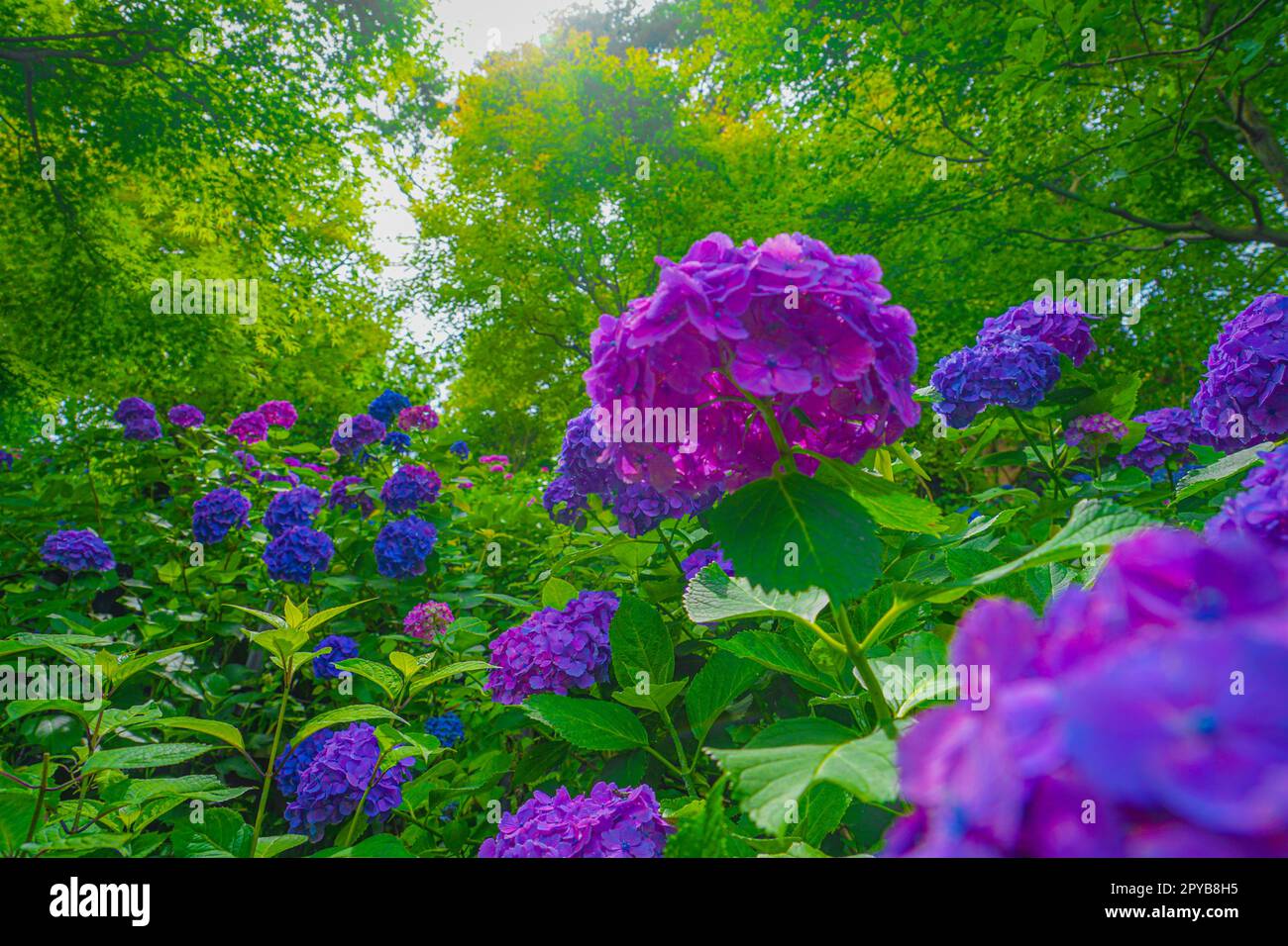 Hydrangea image in June Stock Photo - Alamy