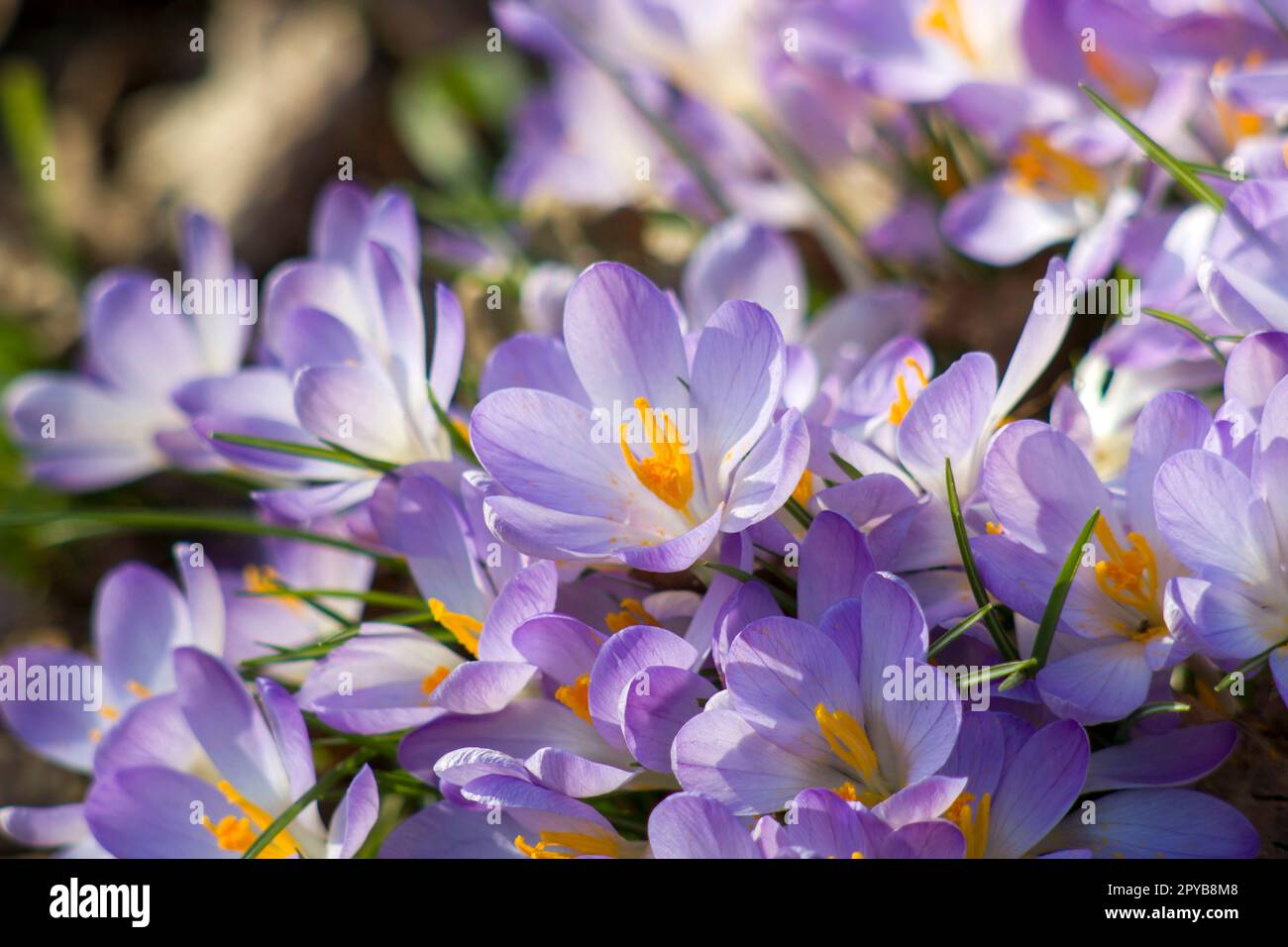 crocus flowers in the garden - spring flowers Stock Photo - Alamy
