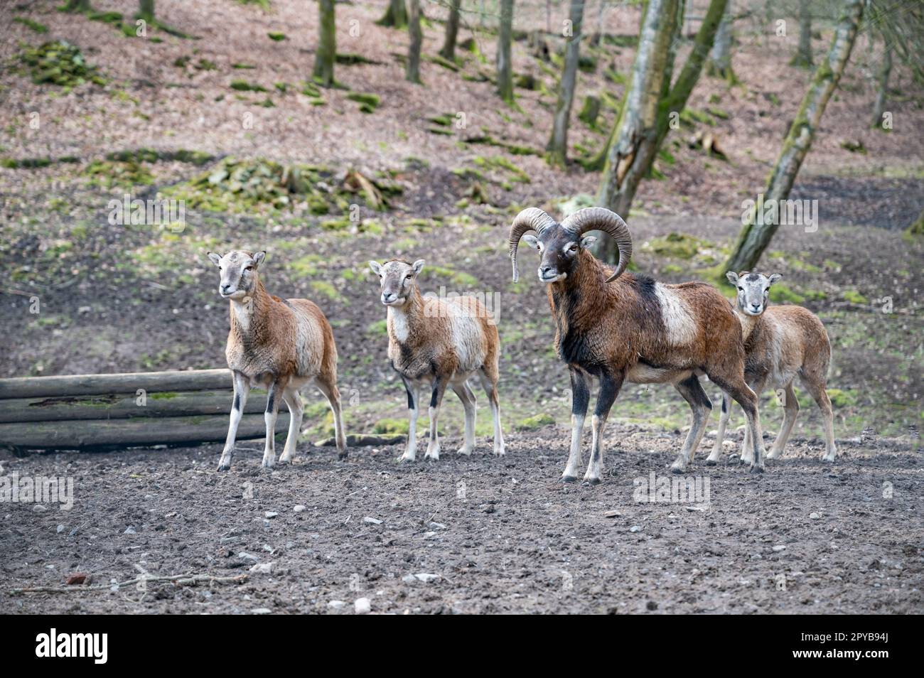 Group of billy goats and goats standing outdoors in a row at ...