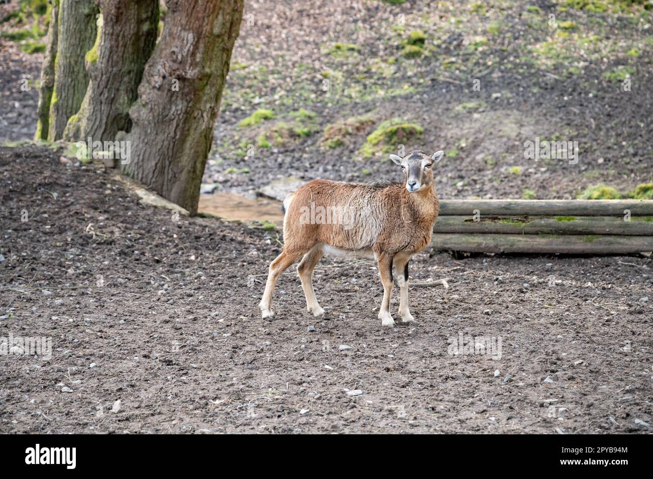 Single goat standing on top of a hill and looking on the view, wildlife ...