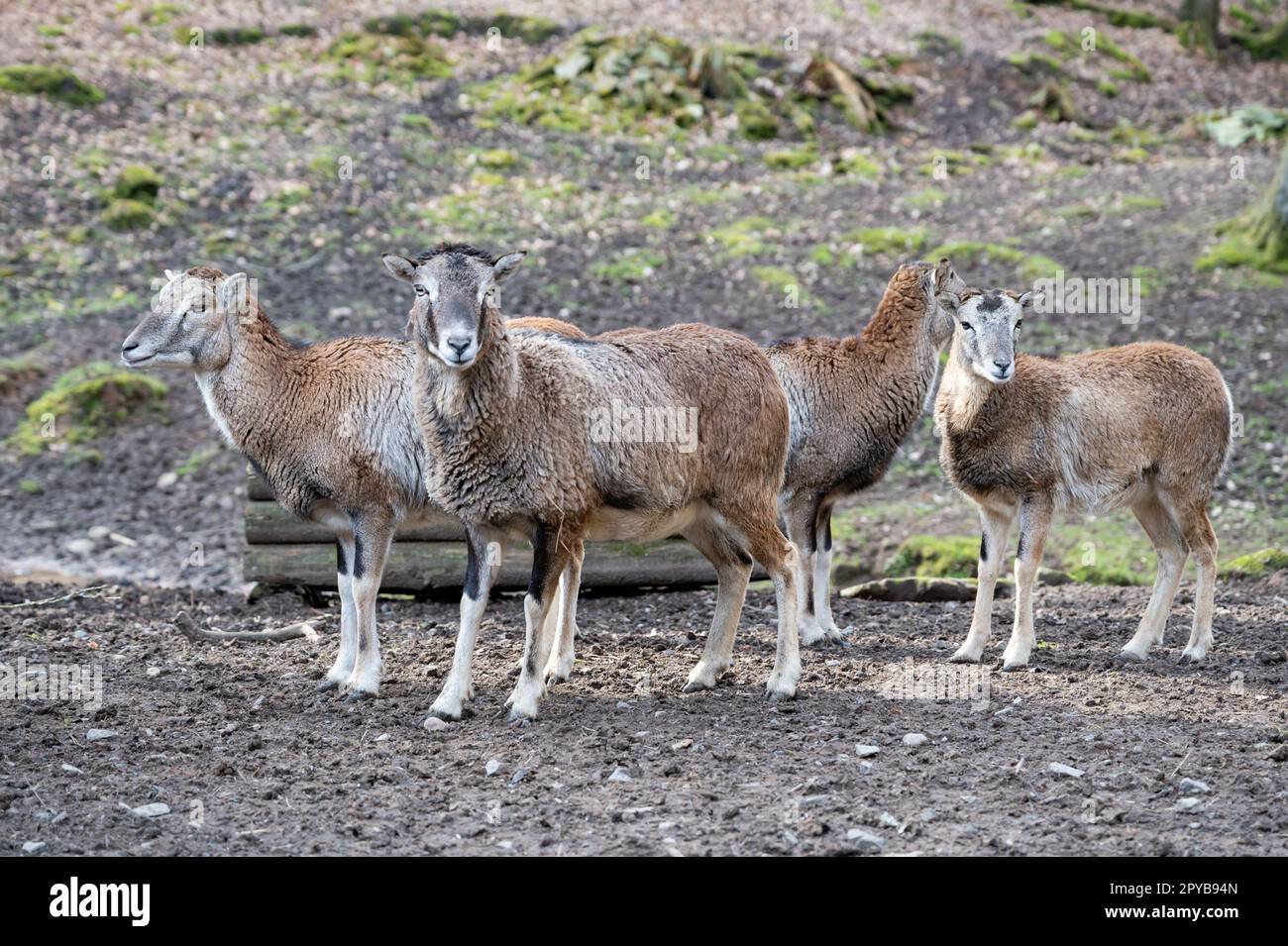 Group of goats hi-res stock photography and images - Alamy