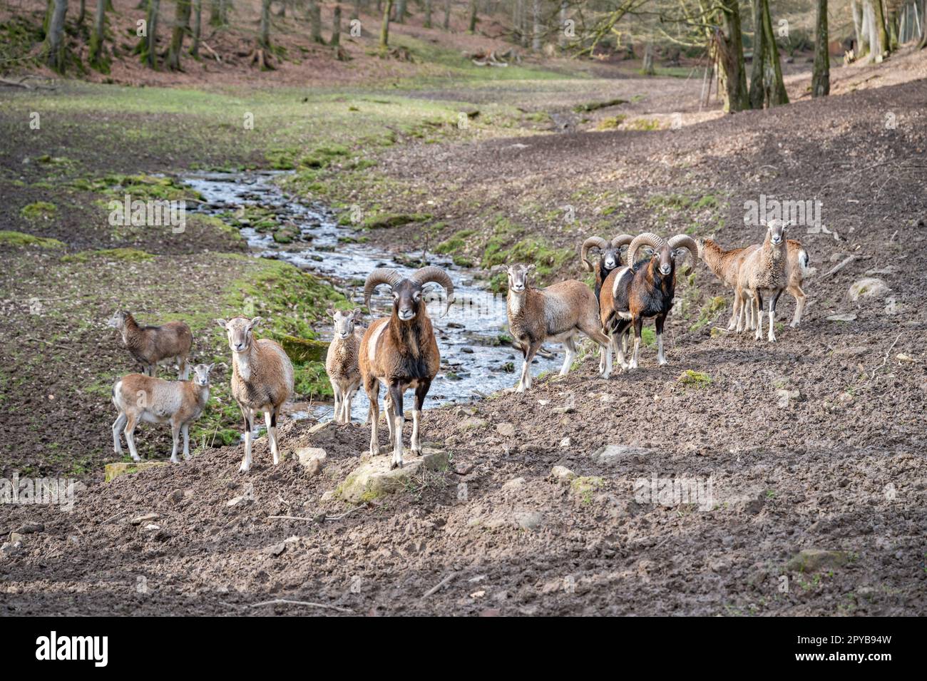 Group of billy goats and goats standing outdoors, looking at camera, in ...