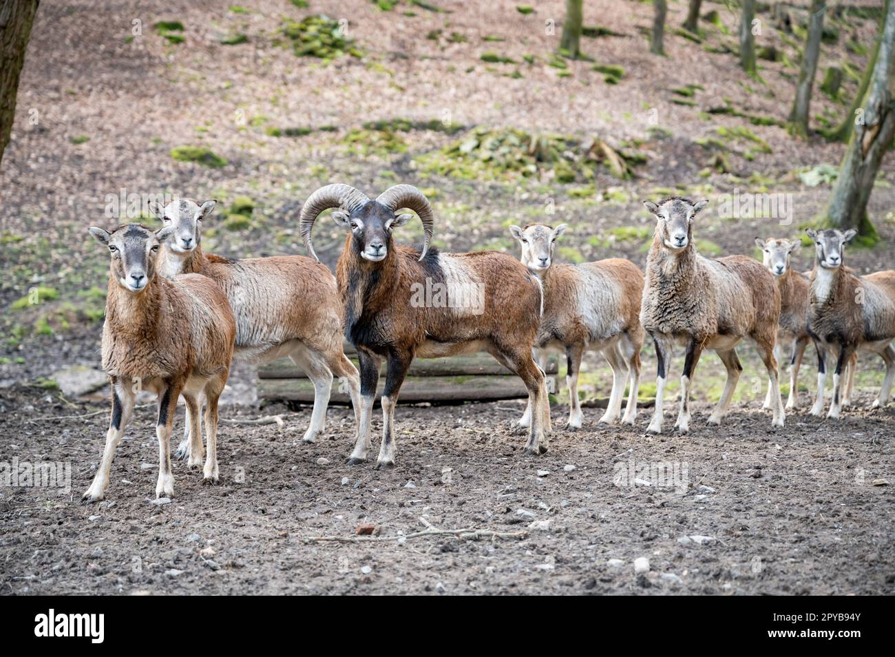Group of billy goats and goats standing outdoors in a row, looking at ...