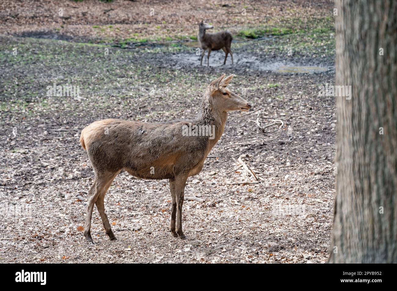 Second background hi-res stock photography and images - Alamy