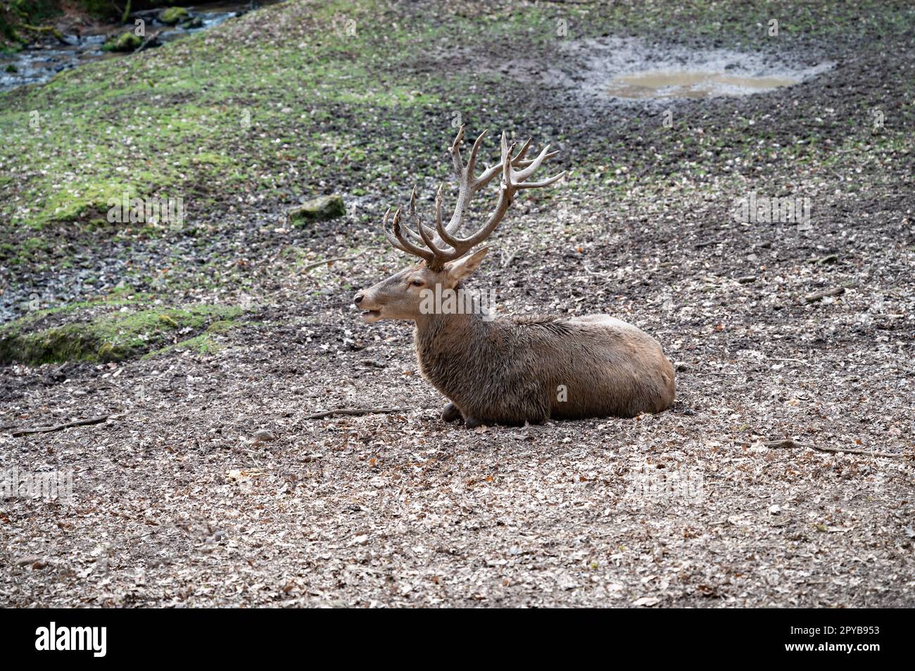 Beautiful deer sits with open mouth in on the ground of the forest ...