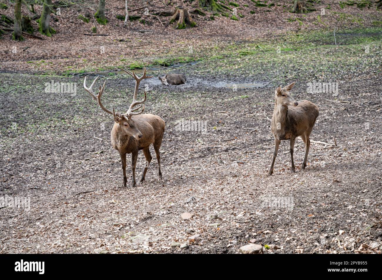 Deer and Doe female Deer Cow standing next to each other in the nature ...