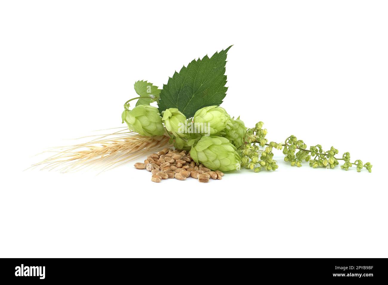 Hop cones and wheat grain over white background Stock Photo - Alamy