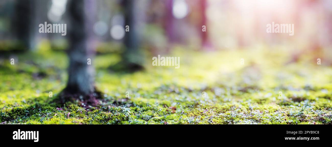 Summer forest panorama - beautiful green natural landscape Stock Photo ...