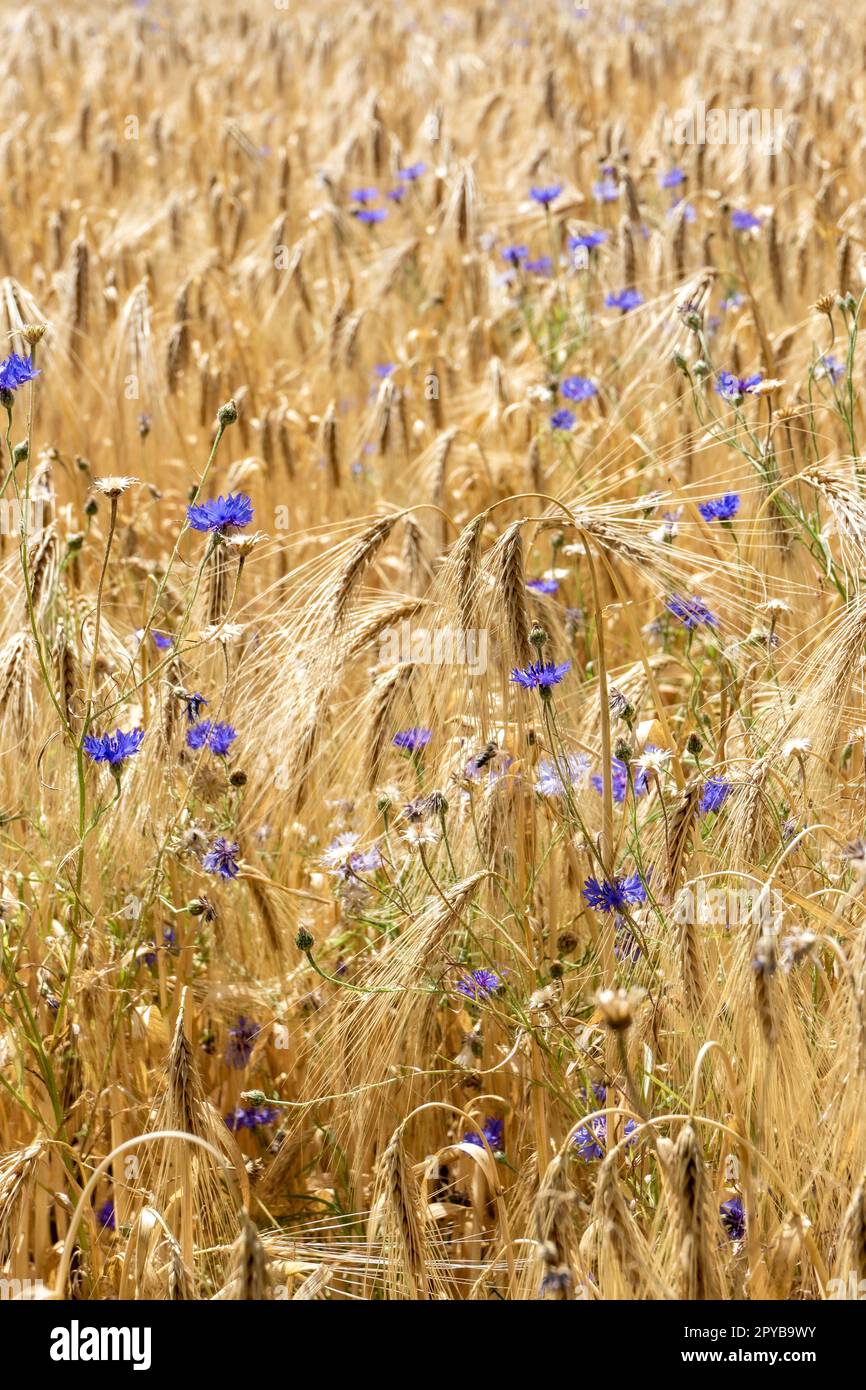 Ripe Barley field in Summertime in Germany with sunshine and blue ...