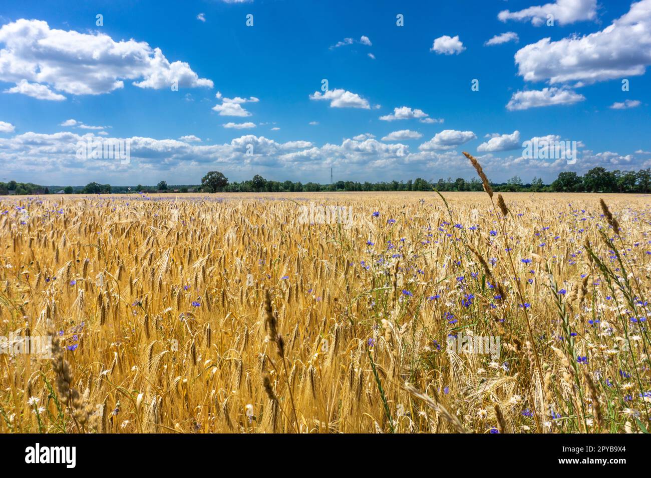 Ripe Barley field in Summertime in Germany with sunshine and blue ...