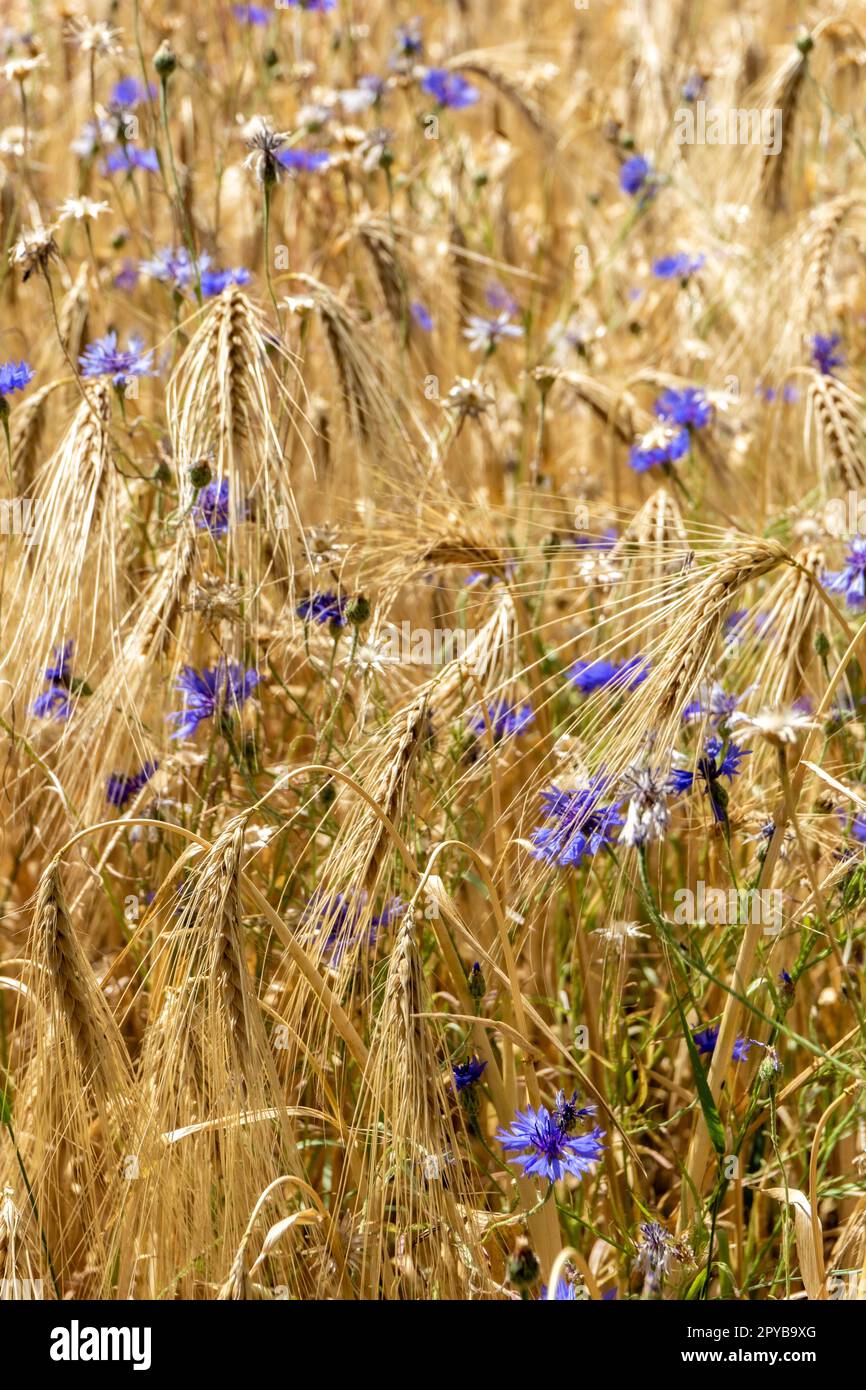 Ripe Barley field in Summertime in Germany with sunshine and blue ...