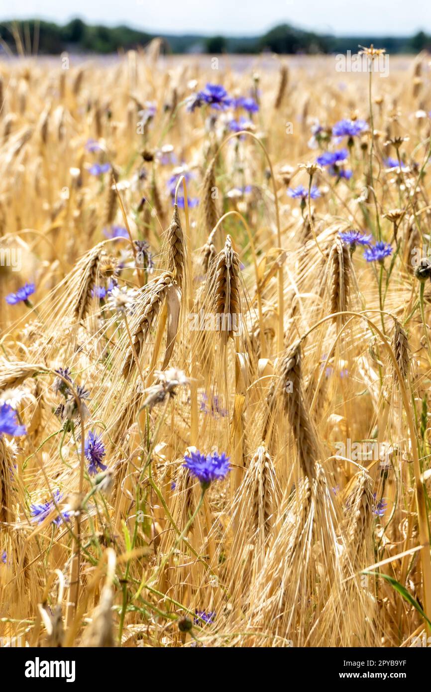 Ripe Barley field in Summertime in Germany with sunshine and blue ...