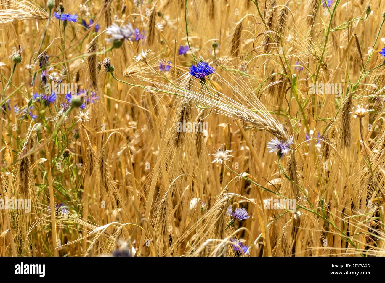 Ripe Barley field in Summertime in Germany with sunshine and blue ...