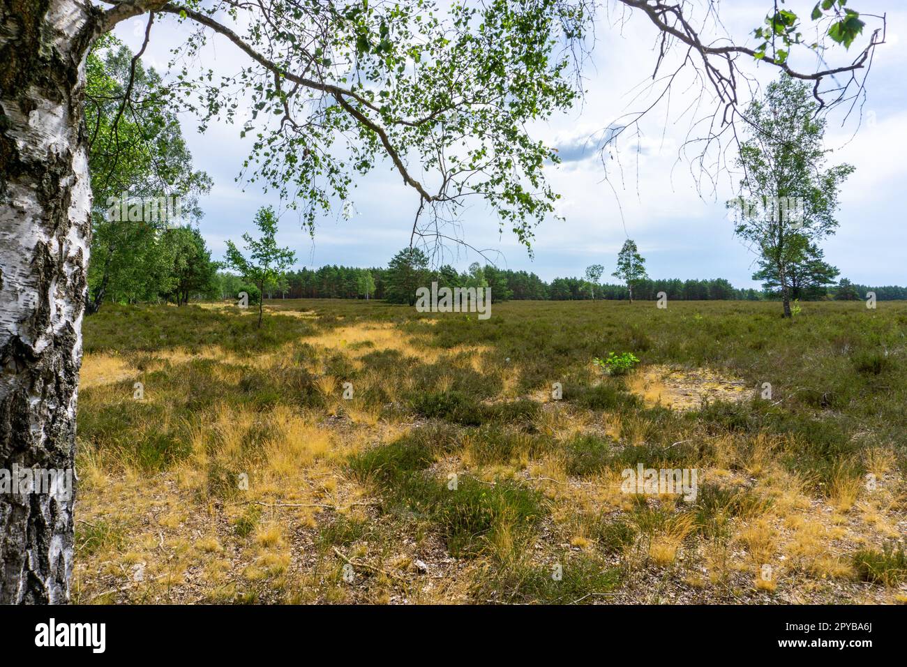 National protected area Nemitzer Heide in Germany with open landscape ...