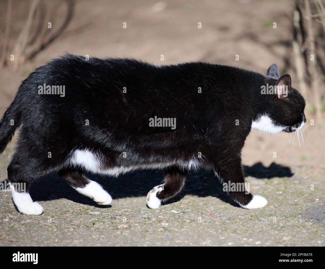 Adult black cat walking down the street Stock Photo - Alamy