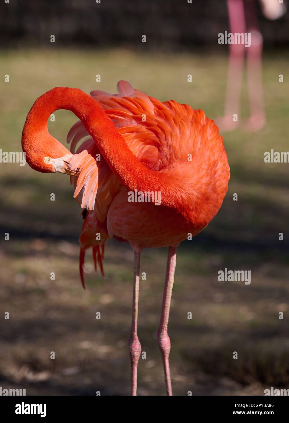 Pink flamingo cleans feathers hi-res stock photography and images - Alamy