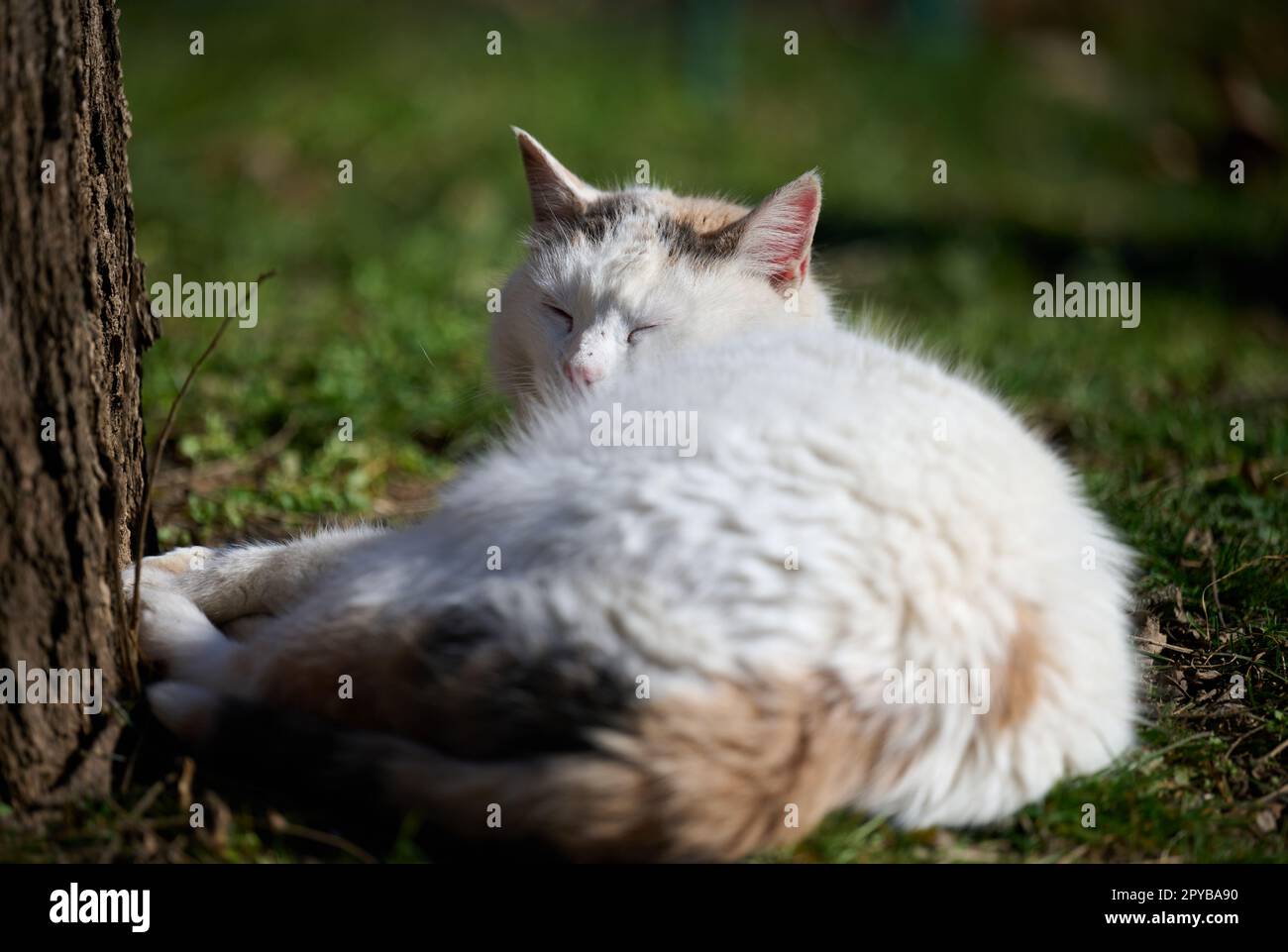Adult white cat is resting in nature Stock Photo - Alamy