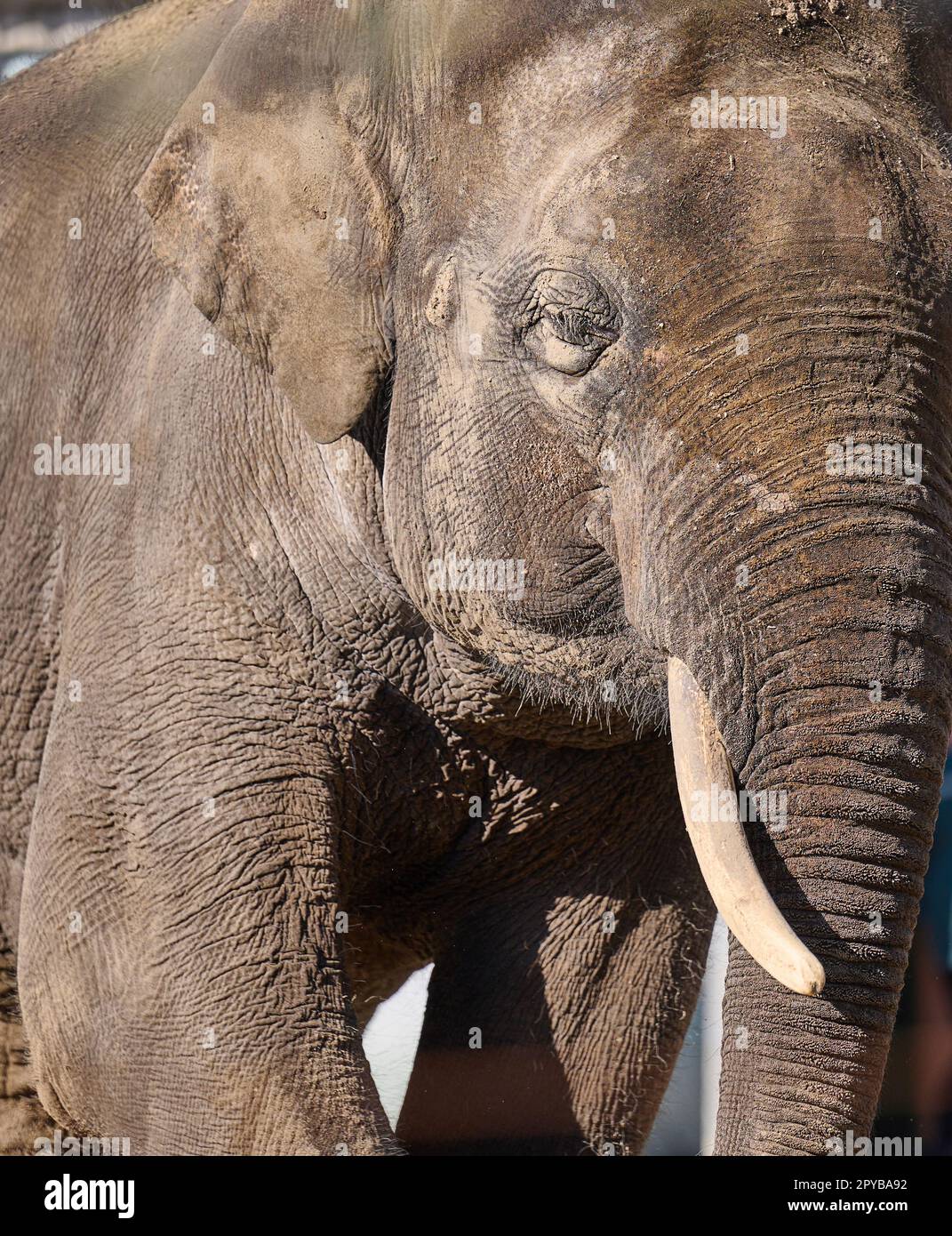 White tusks hi-res stock photography and images - Alamy