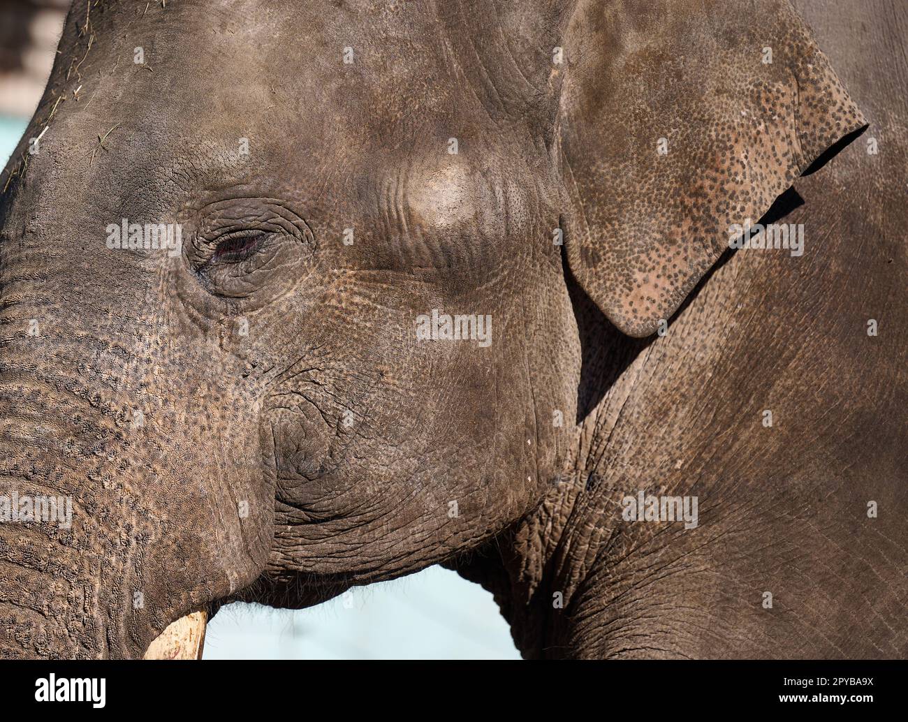 White tusks hi-res stock photography and images - Alamy