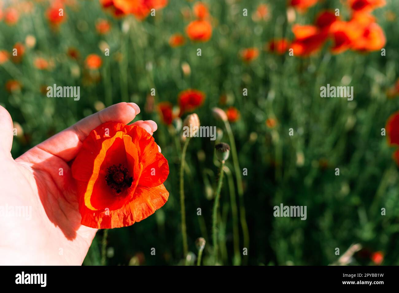 Focus in the foreground on a woman's hand holding a bud of red field ...