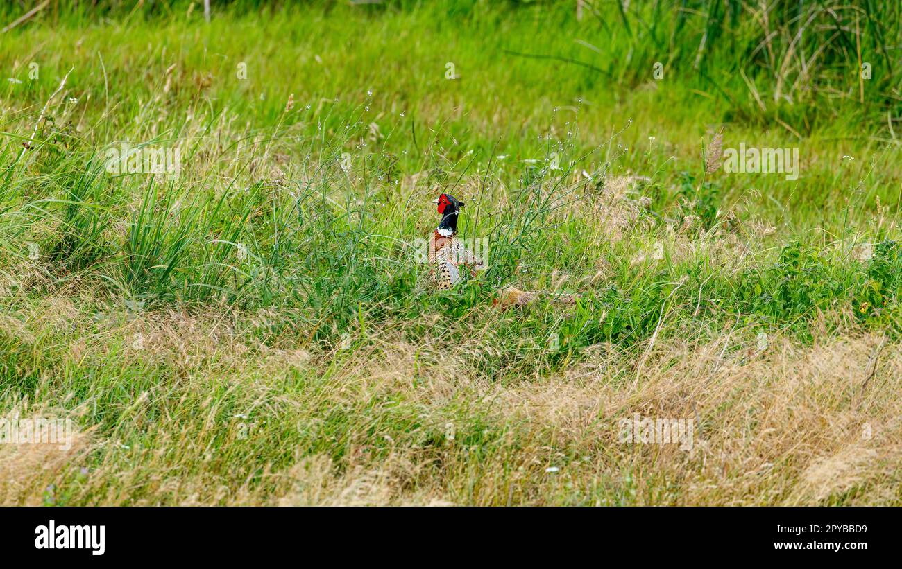 Wild Pheasant in the grassland of the Danube Delta Stock Photo - Alamy