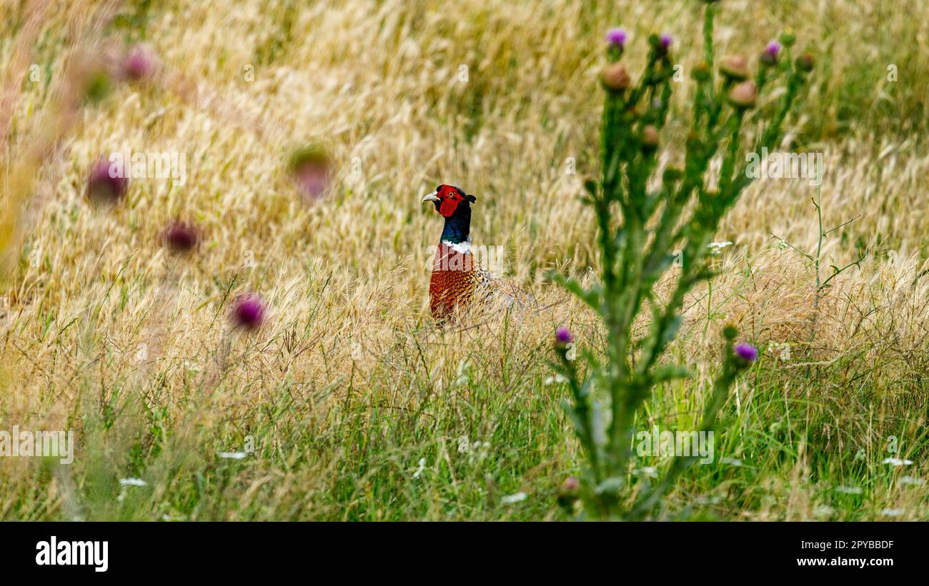 Wild Pheasant in the grassland of the Danube Delta Stock Photo - Alamy