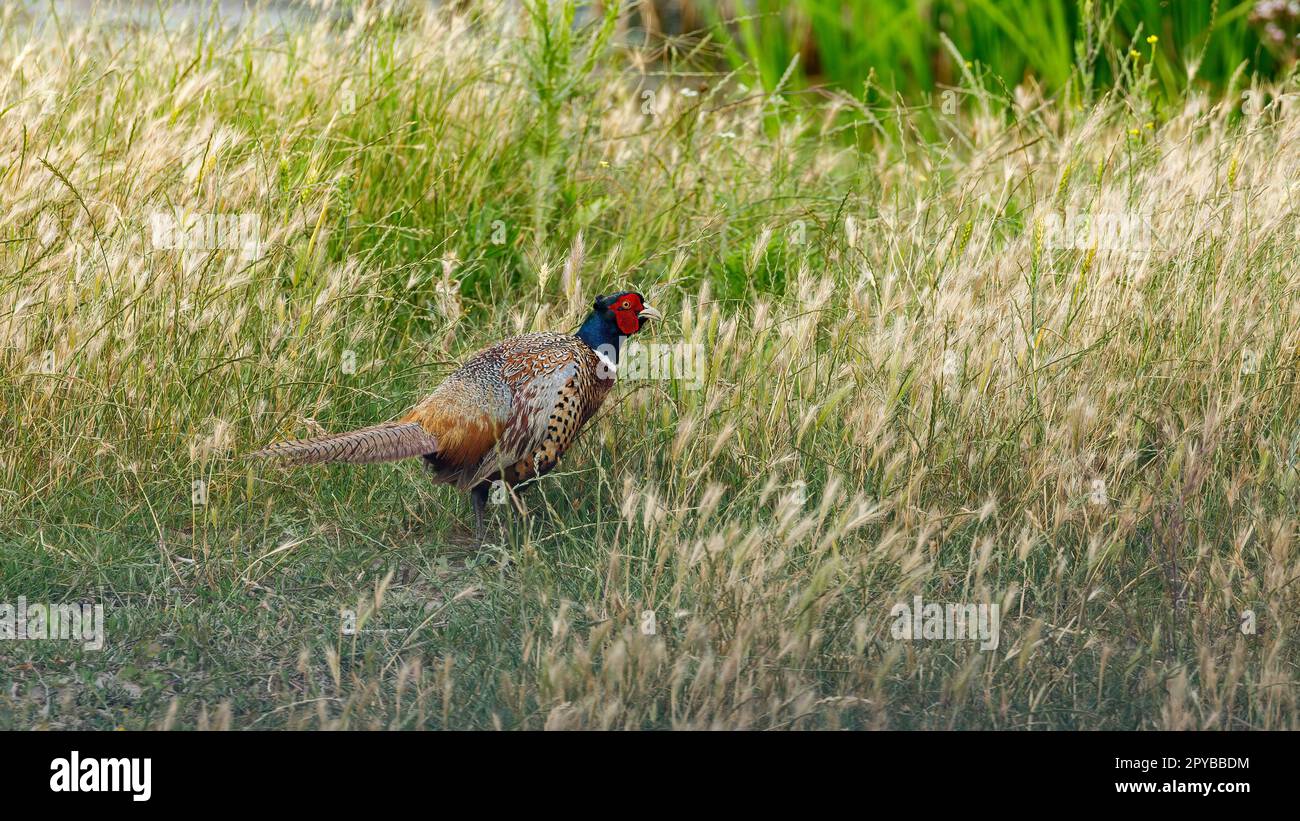 Wild Pheasant in the grassland of the Danube Delta Stock Photo - Alamy