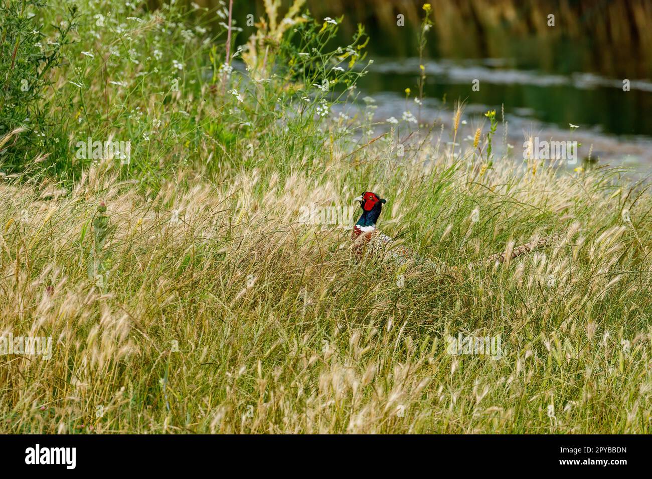 Wild Pheasant in the grassland of the Danube Delta Stock Photo - Alamy