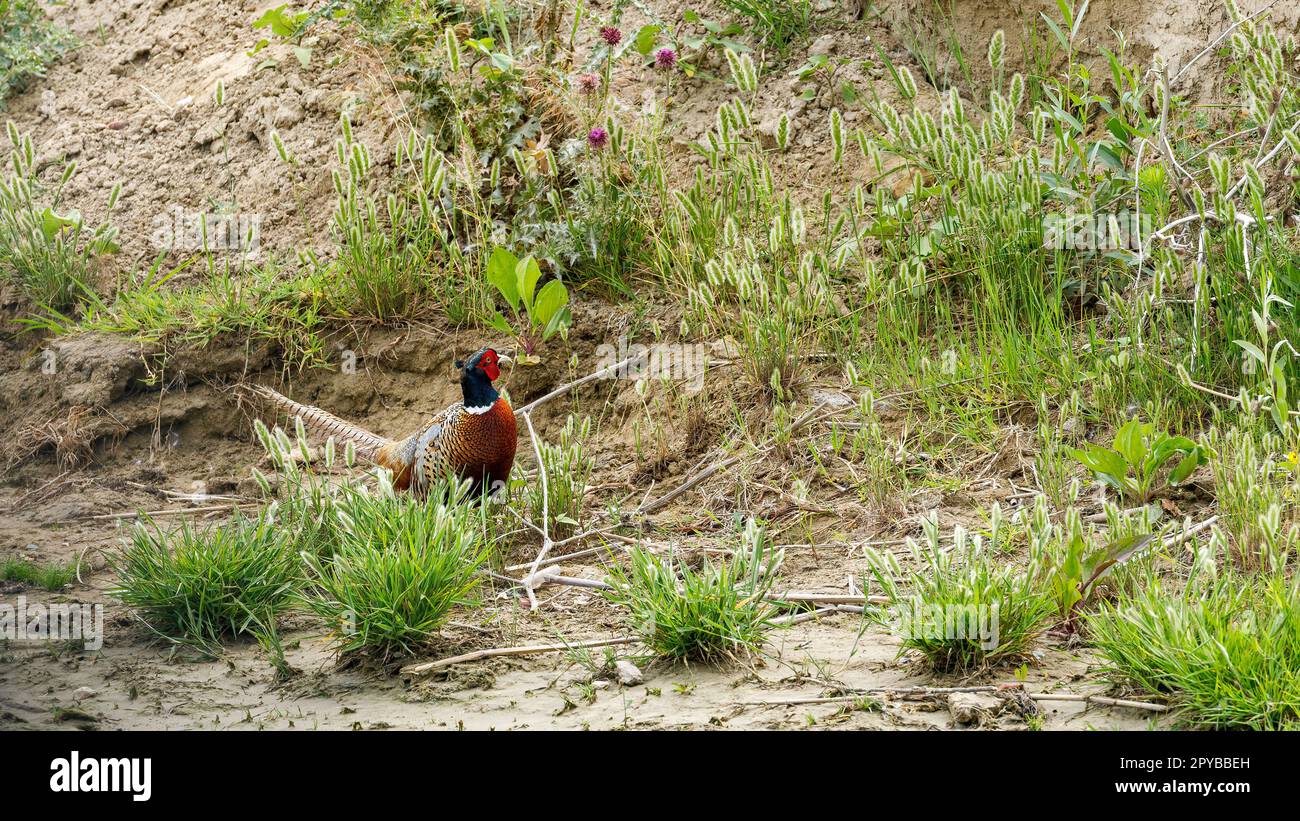 Wild Pheasant in the grassland of the Danube Delta Stock Photo - Alamy